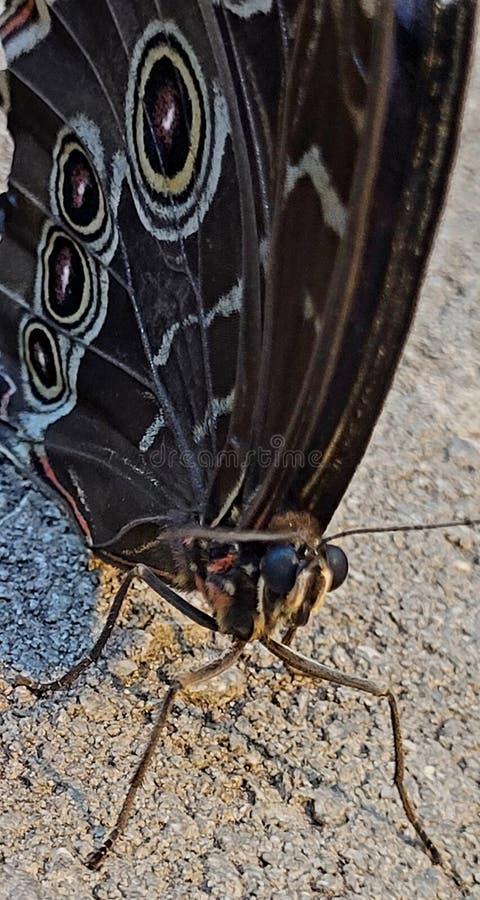 Morpho Peleides Blue Morpho Butterfly Stock Photo - Image of blue, butterfly: 360261986
