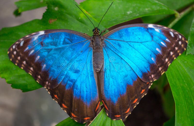 Morpho Peleides, the Peleides Blue Morpho Stock Image - Image of leaf ...