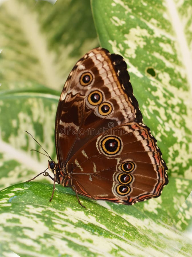 Morpho Peleides Wing Underside Eyespots Stock Image - Image of animal ...