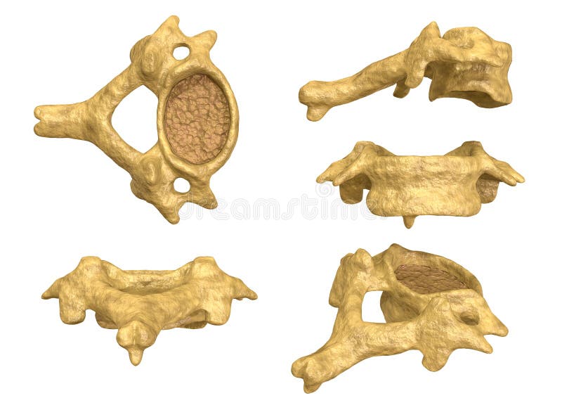 Cow Cervical Vertebrae