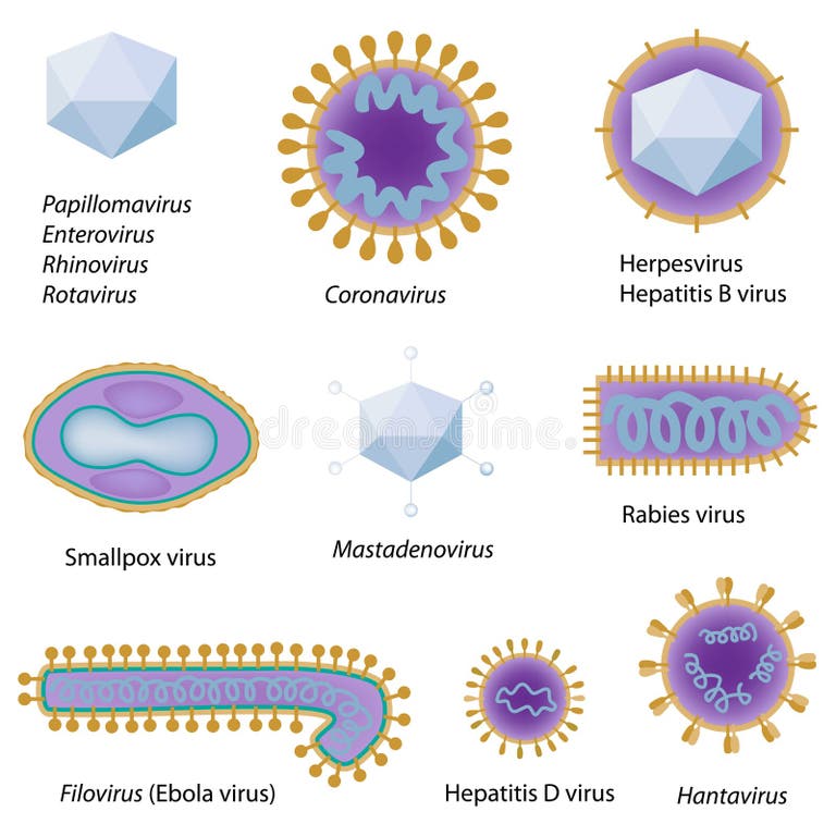 Morphology of Common Viruses Stock Vector - Illustration of common ...