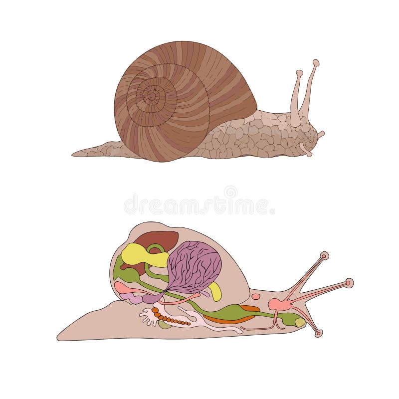 Anatomy Of A Snail Snail Anatomy Wooden Nature Learning Flash Card