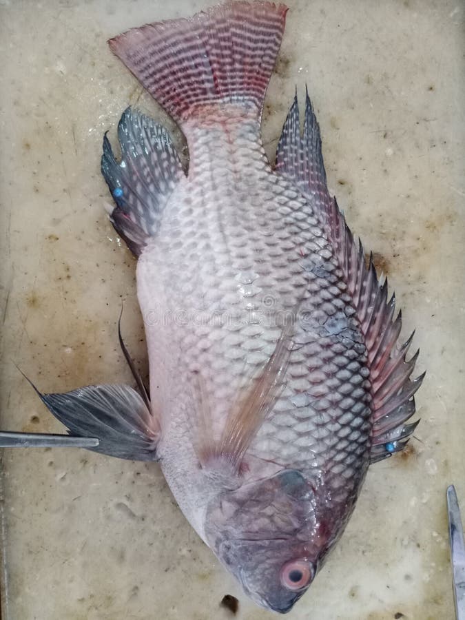 Morphology of fish stock photo. Image of meat, food - 221687440