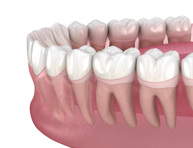 Morphology of Human Teeth. Medically Accurate Tooth 3D Illustration ...