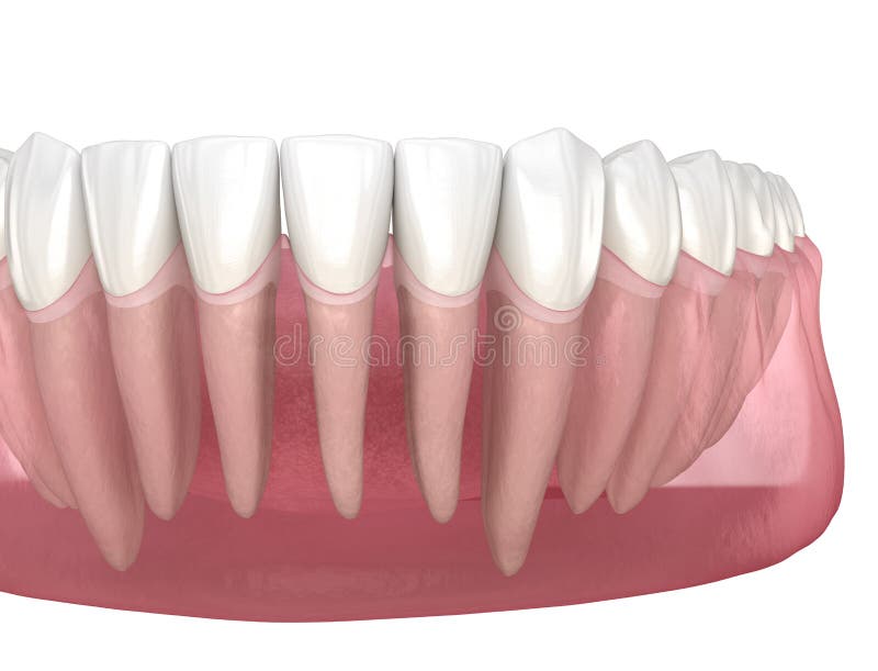 Morphology of Human Teeth. Medically Accurate Tooth 3D Illustration ...