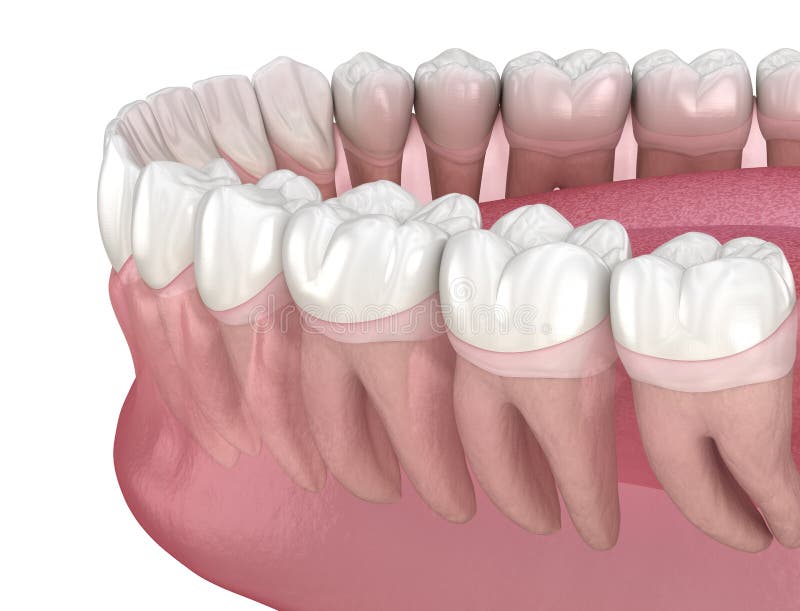 Morphology of Human Teeth. Medically Accurate Tooth 3D Illustration ...