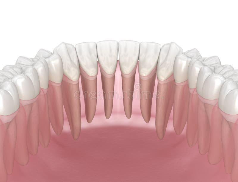 Morphology of Human Teeth. Medically Accurate Tooth 3D Illustration ...