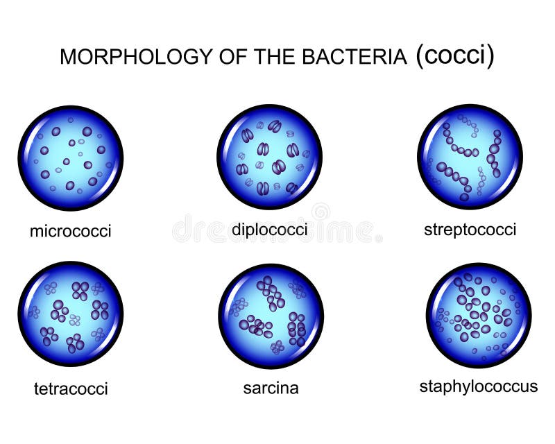 Morphology of Microorganisms. Cocci Stock Vector - Illustration of cell ...