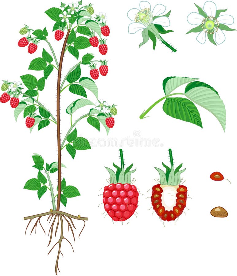 Morphology of Raspberry Shrub with Berries, Green Leaves and Root ...