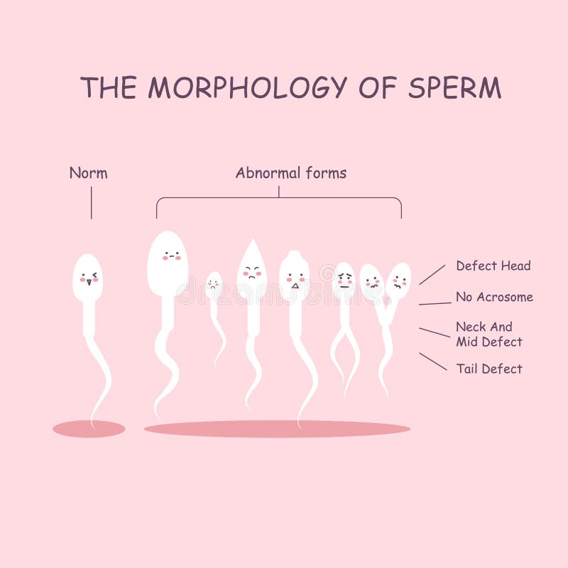 The Morphology of the Sperm Stock Vector - Illustration of care ...