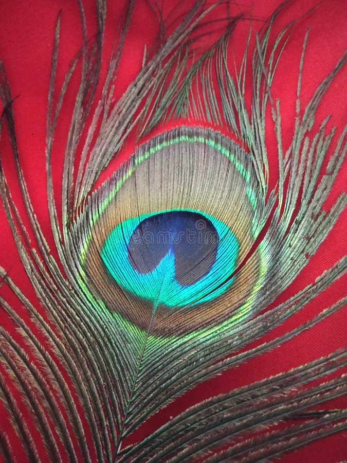 Morpis Stock Photos - Free & Royalty-Free Stock Photos from Dreamstime