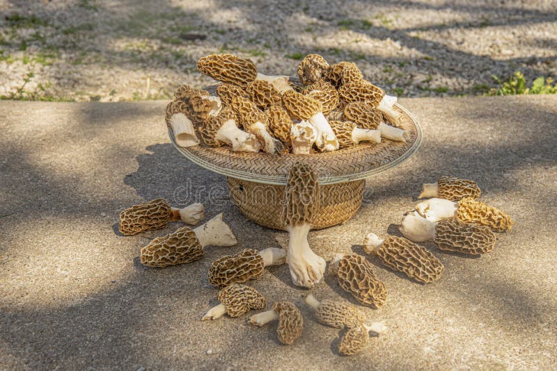 Morrel mushrooms stock image. Image of fresh, natural - 249280967