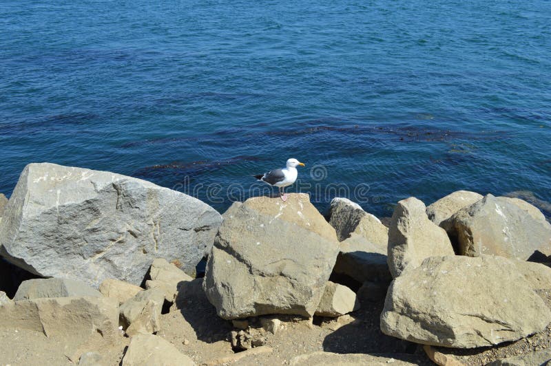 Morro Bay Duck stock photo. Image of boulders, shot, duck - 83188318