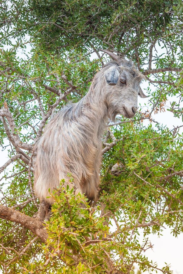 Morrocan Goats in the Field Stock Image - Image of tree, summer: 46424197