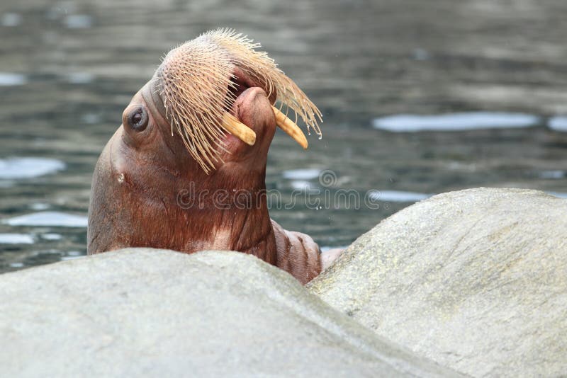 Morsa imagen de archivo. Imagen de vida, marina, morada - 31749049