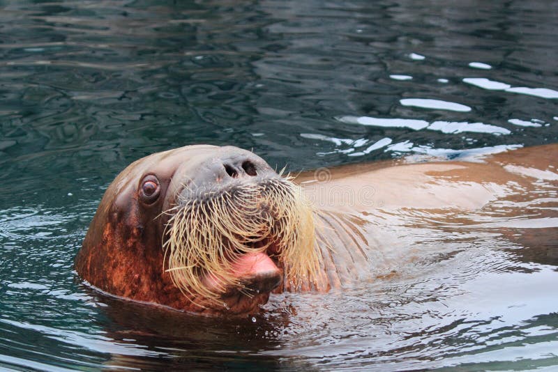 Morsa imagen de archivo. Imagen de detalle, pista, polarizado - 32054773