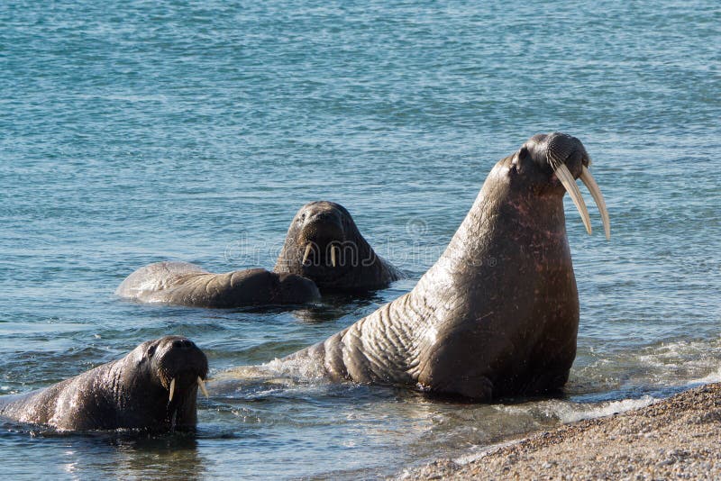 Colmillos de la morsa foto de archivo. Imagen de chukchi - 8036790