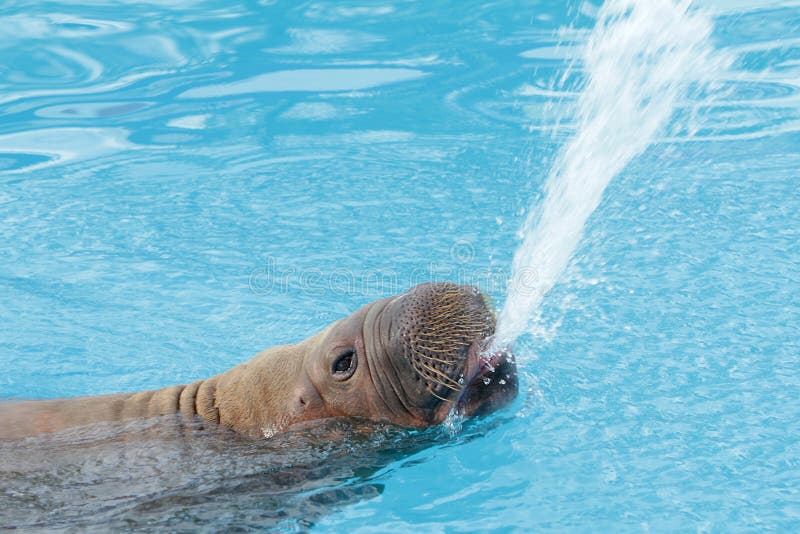 Morsa en el agua imagen de archivo. Imagen de océano - 78640433