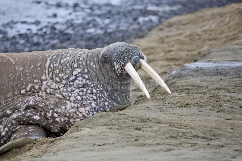 Pares de morsas imagen de archivo. Imagen de pares, sello - 36239763