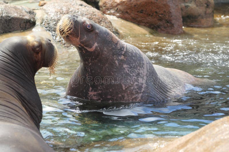 Pares de morsas imagen de archivo. Imagen de pares, sello - 36239763