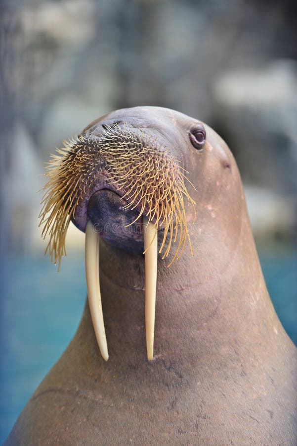 2,020 Morse Animal Mignon Photos libres de droits et gratuites de ...