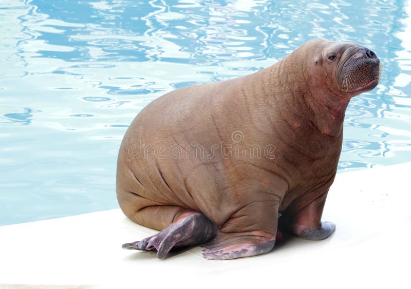Morse dans l'eau image stock. Image of lion, visage, atlantique - 26277257