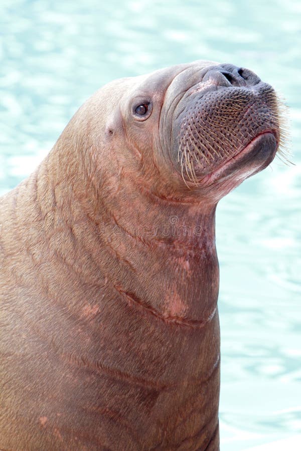 Morse dans l'eau image stock. Image of lion, visage, atlantique - 26277257