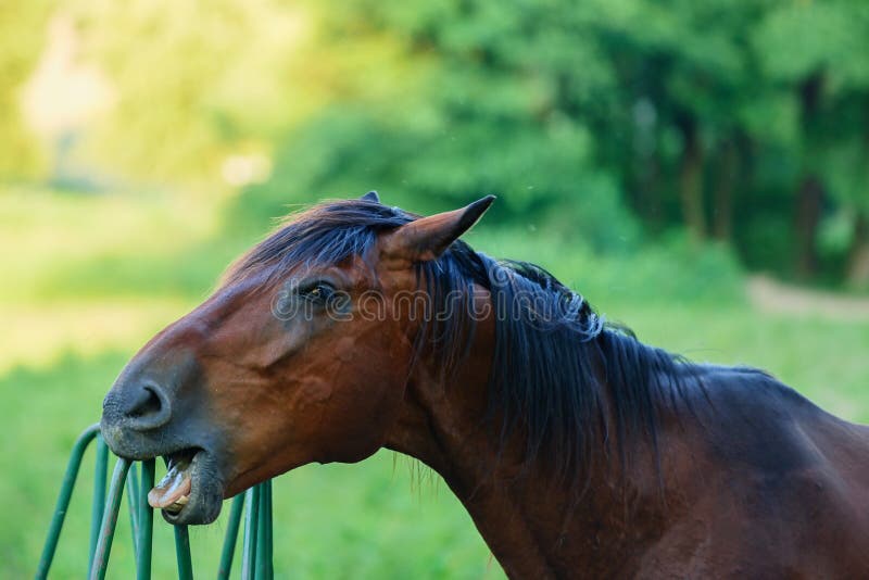 Morso del cavallo immagine stock. Immagine di cavalli - 78031643