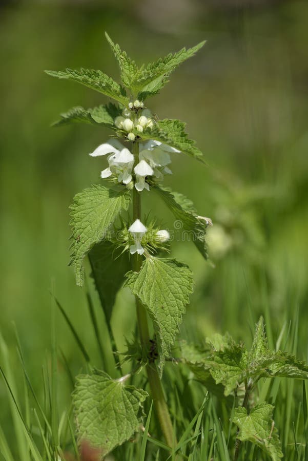 Mort-ortie Blanche - Album De Lamium Image stock - Image du ortie ...