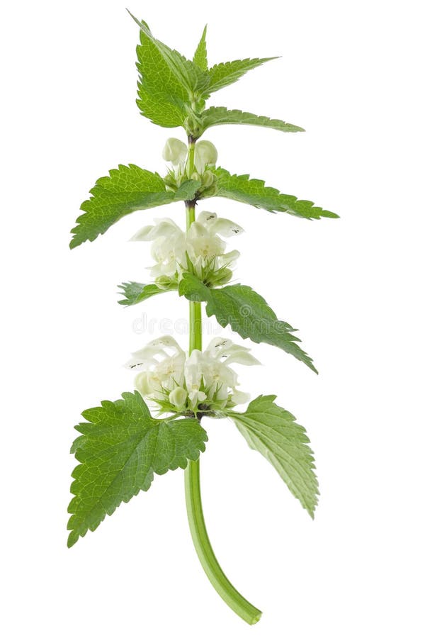 Herbe Rouge De Mort-ortie D'isolement Sur Le Fond Blanc Image stock ...