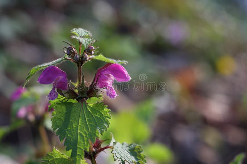Mort-ortie Rouge (purpureum De Lamium) Image stock - Image of fleur ...