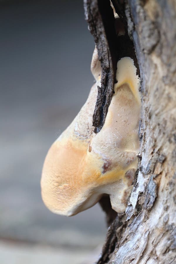 The mortar and then dried stock photo. Image of cement - 33759734