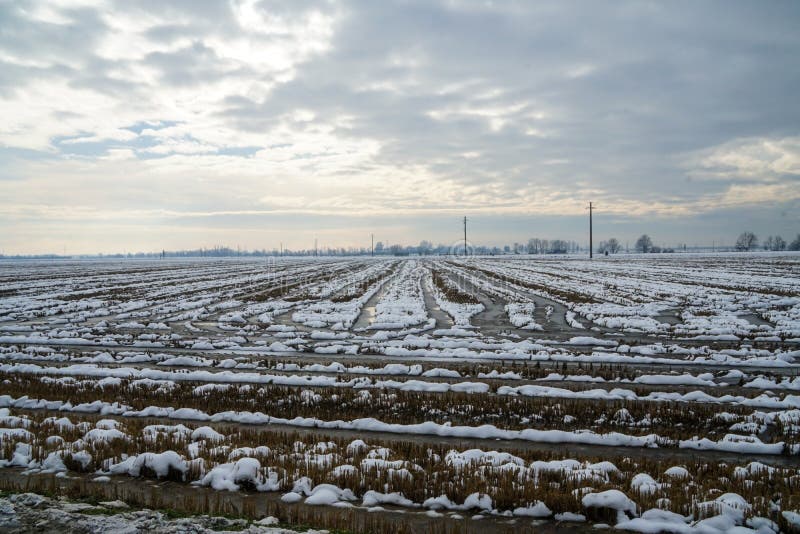 2,763 Rice Field Winter Stock Photos - Free & Royalty-Free Stock Photos ...