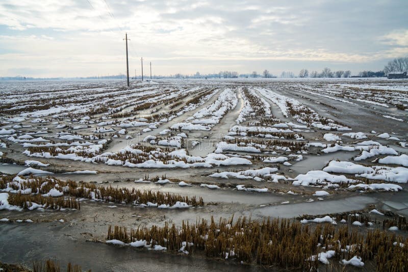 2,763 Rice Field Winter Stock Photos - Free & Royalty-Free Stock Photos ...