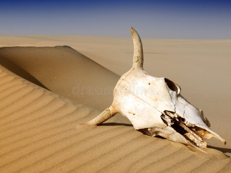 Morte nel Deserto fotografia stock. Immagine di asciutto - 24535928