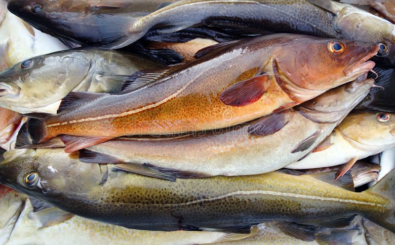 1,952,212 Photos de Poissons - Photos de stock gratuites et libres de ...