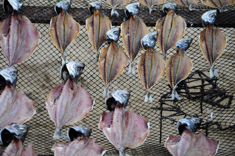Morue sèche photo stock. Image du poissons, seafood, portugais - 53293198