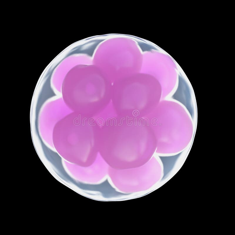 Morula stock illustration. Illustration of sapien, science - 33835610