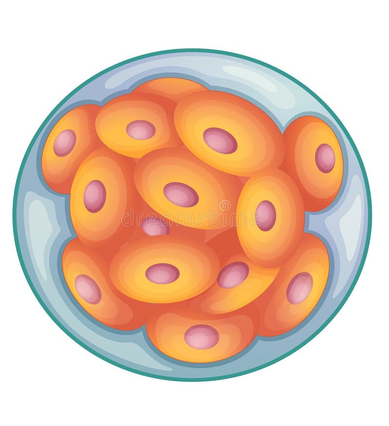 Fertilized egg development stock vector. Illustration of fertilization ...