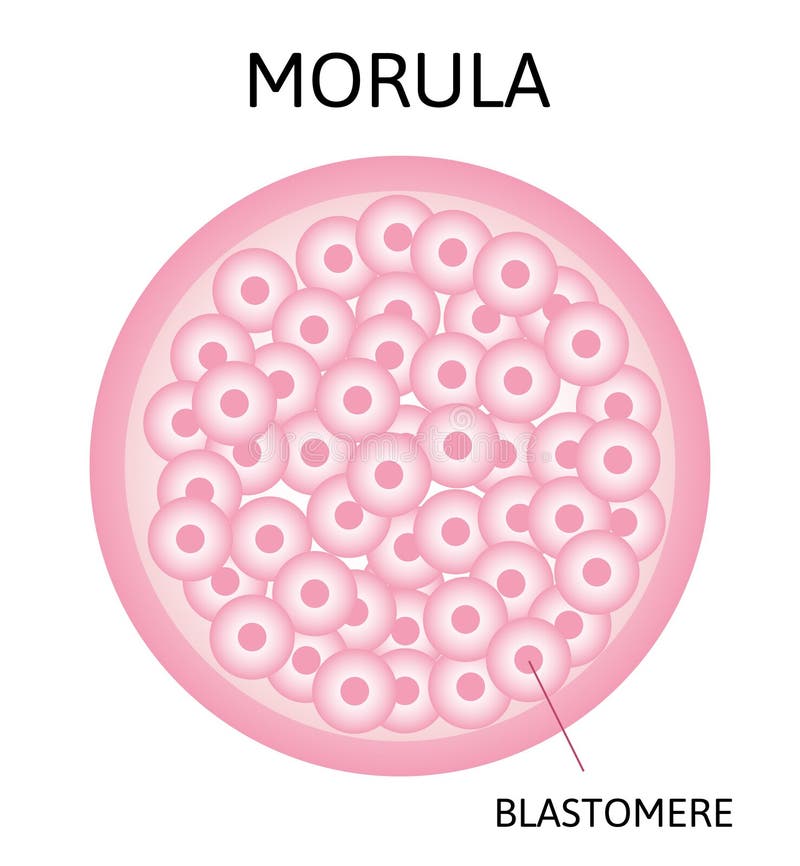 Morula. the Embryo Cell of 16 Blastomeres Stock Illustration ...