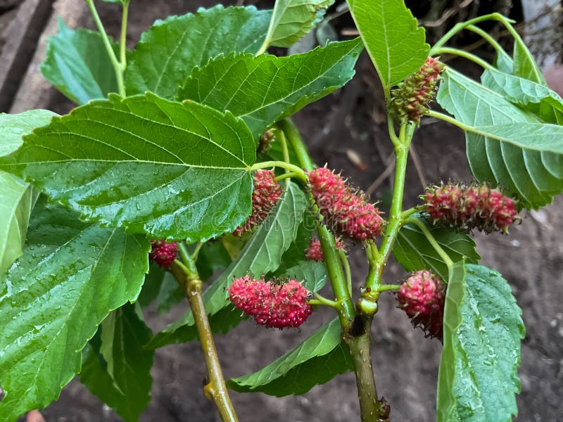 Morus Alba, Known As White Mulberry, Common Mulberry and Silkworm ...