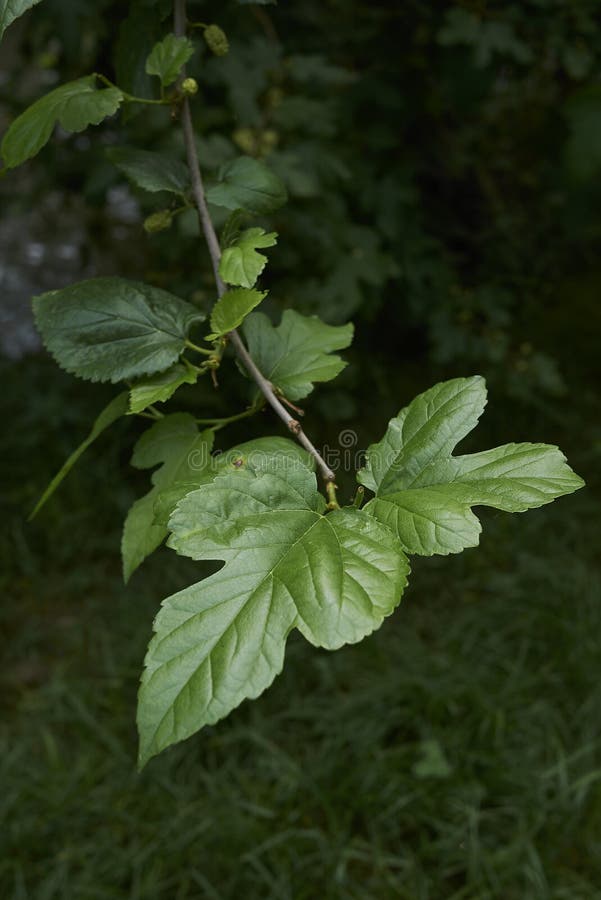 502 Morus Alba Tree Stock Photos - Free & Royalty-Free Stock Photos ...