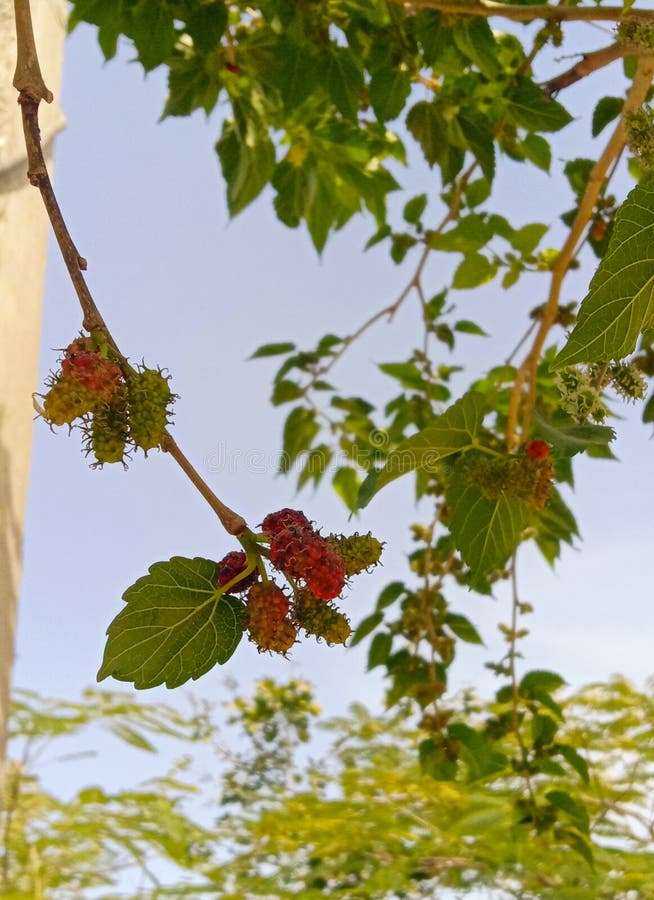 Morus Alba or Mulberry or Shahtut Fruit Stock Photo - Image of ...