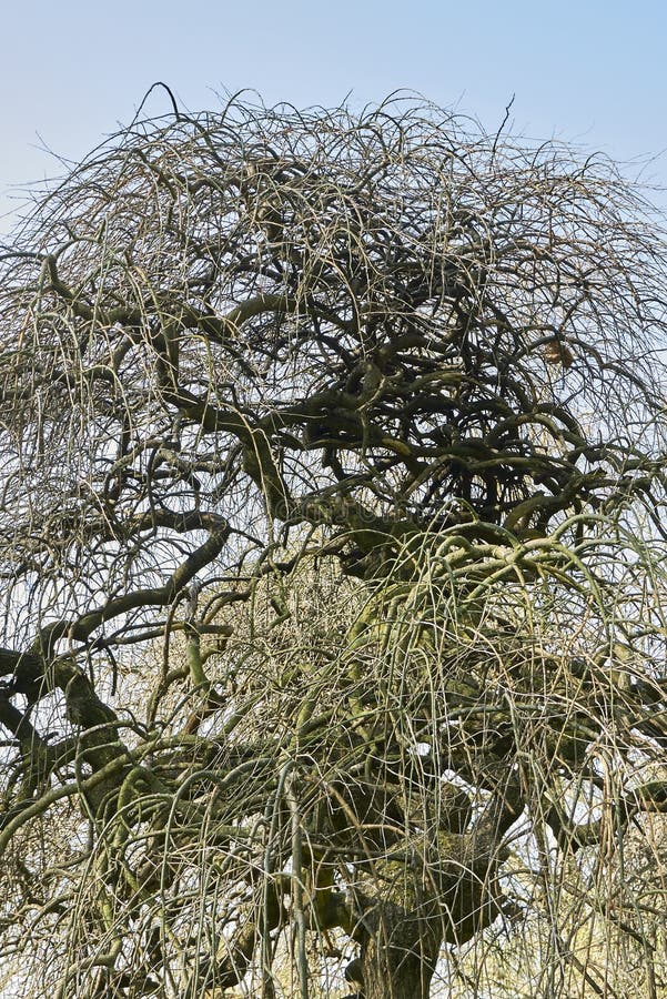 Morus alba pendula trunk stock image. Image of natural - 143829105