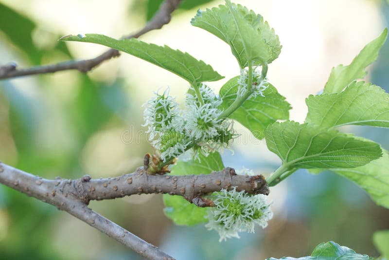 Morus Alba Tree in Nature Garden Stock Image - Image of fruit, limb ...