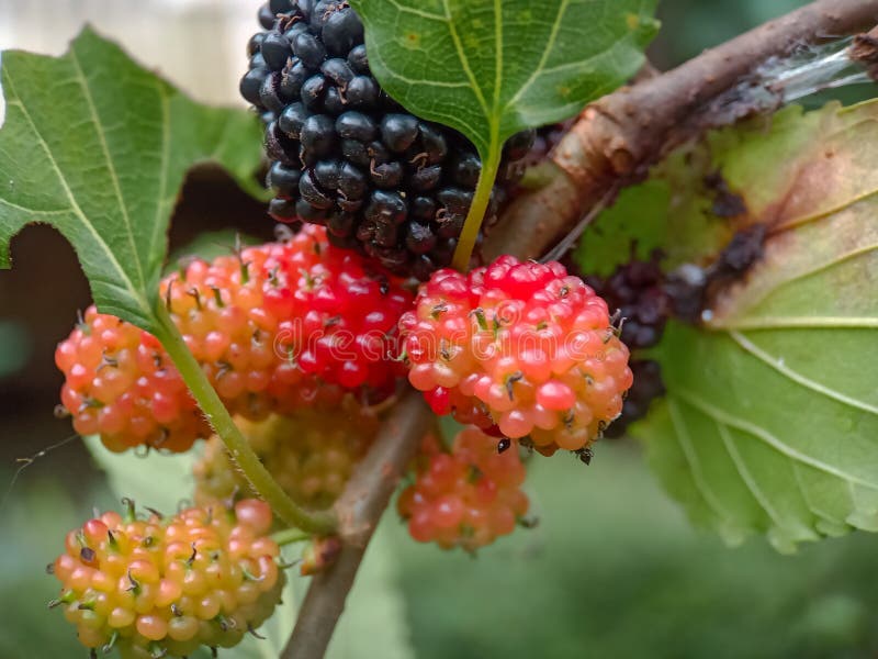 Morus Rubra Stock Photos - Free & Royalty-Free Stock Photos from Dreamstime