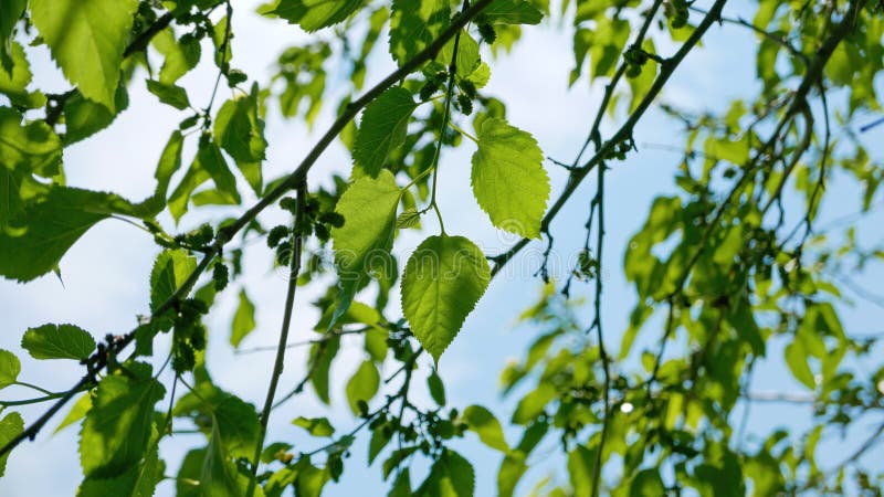 Morus Tree Branches and Leaves Stock Image - Image of morus, plant ...