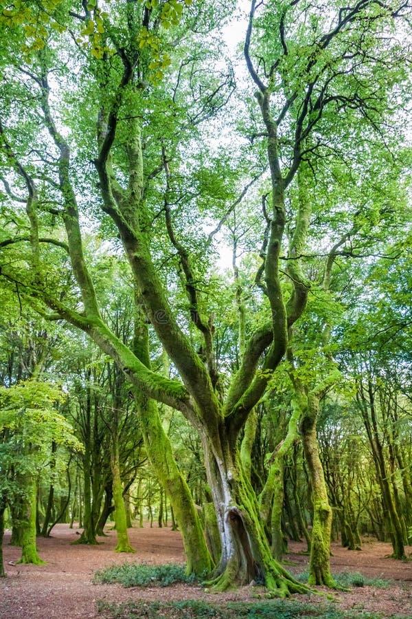 Morvan Regional Natural Parc Forest with Green Moss and Trees Stock ...