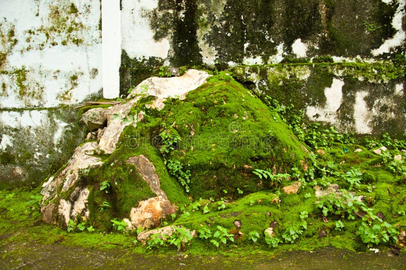 Mos stock photo. Image of beauty, ancient, rock, floor - 26449186