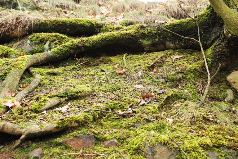 Mos in bos stock afbeelding. Image of wortels, installatie - 108950917